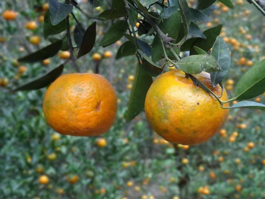 Shopaholic Sweet Darjeeling Orange Arancu santara Fruit Grafted Plant ...
