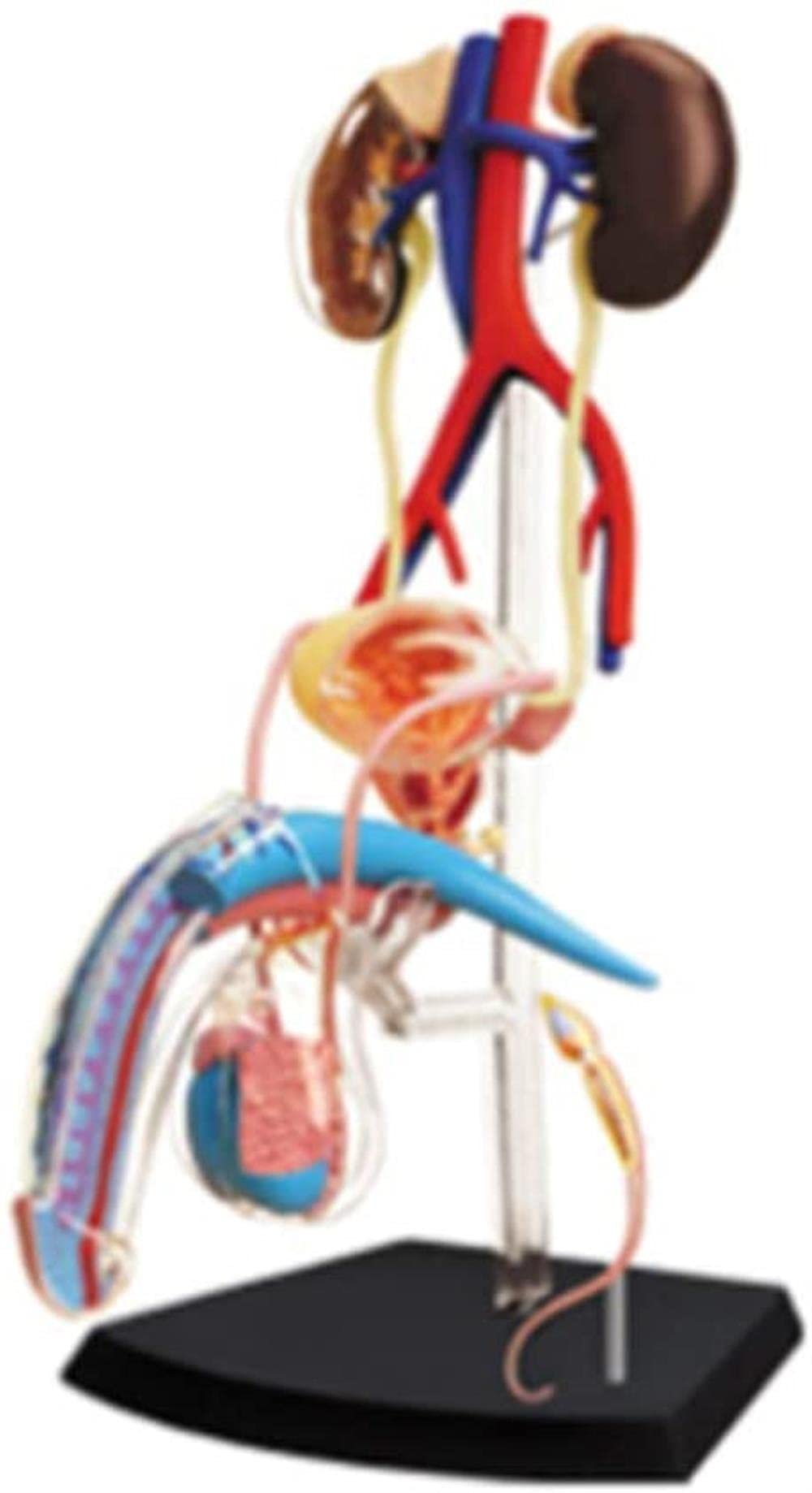 Buy Assembly model 4D Human Anatomy Model Male Reproductive System Anatomical Urinary System ...