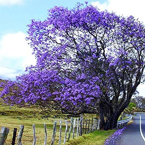 Green India Jacaranda - blue jacaranda tree seeds - Jacaranda ...