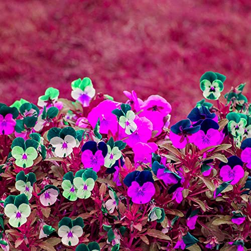 Tasteful Acoustic and Electric Bossanova Piano Duo - Background for ...