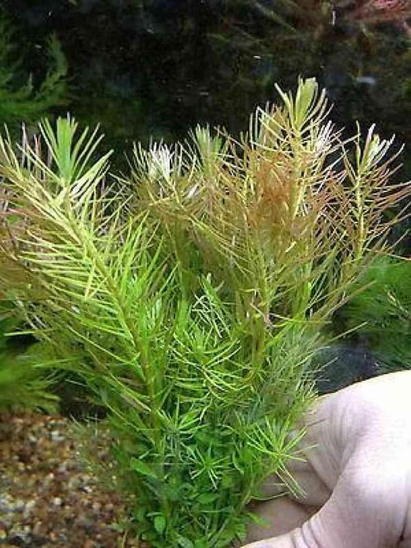 Aquarium Live Plant Red Cabomba/Cabomba furcata Stem 15 : Amazon.in ...