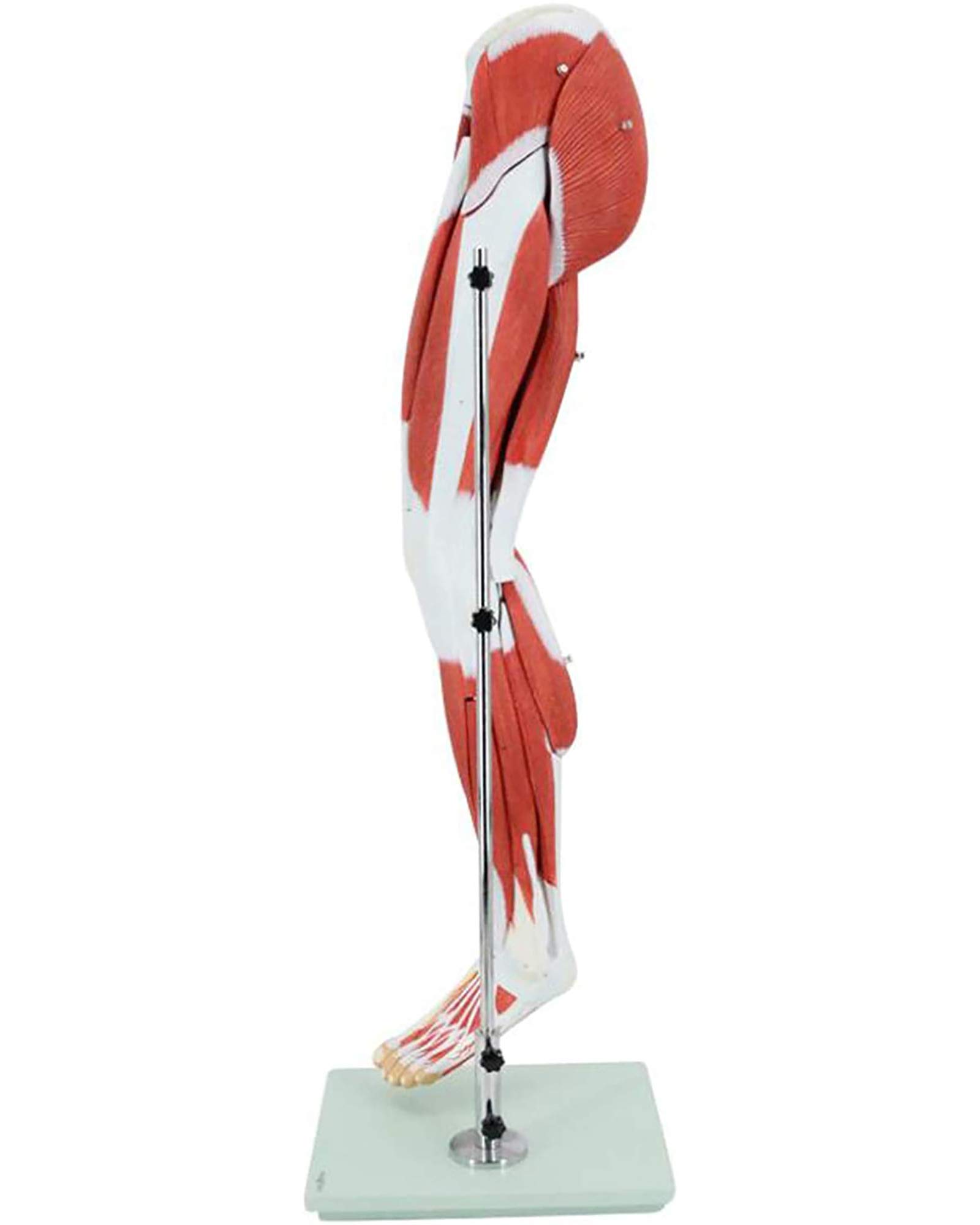 Buy Life Size Human Lower Limb Muscle Model Detachable 13 Parts Leg ...