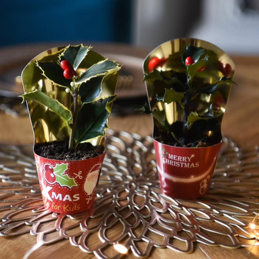 Ilex Meserveae 'Blue Angel' – Compact Dwarf Holly Bush with Vibrant Red ...