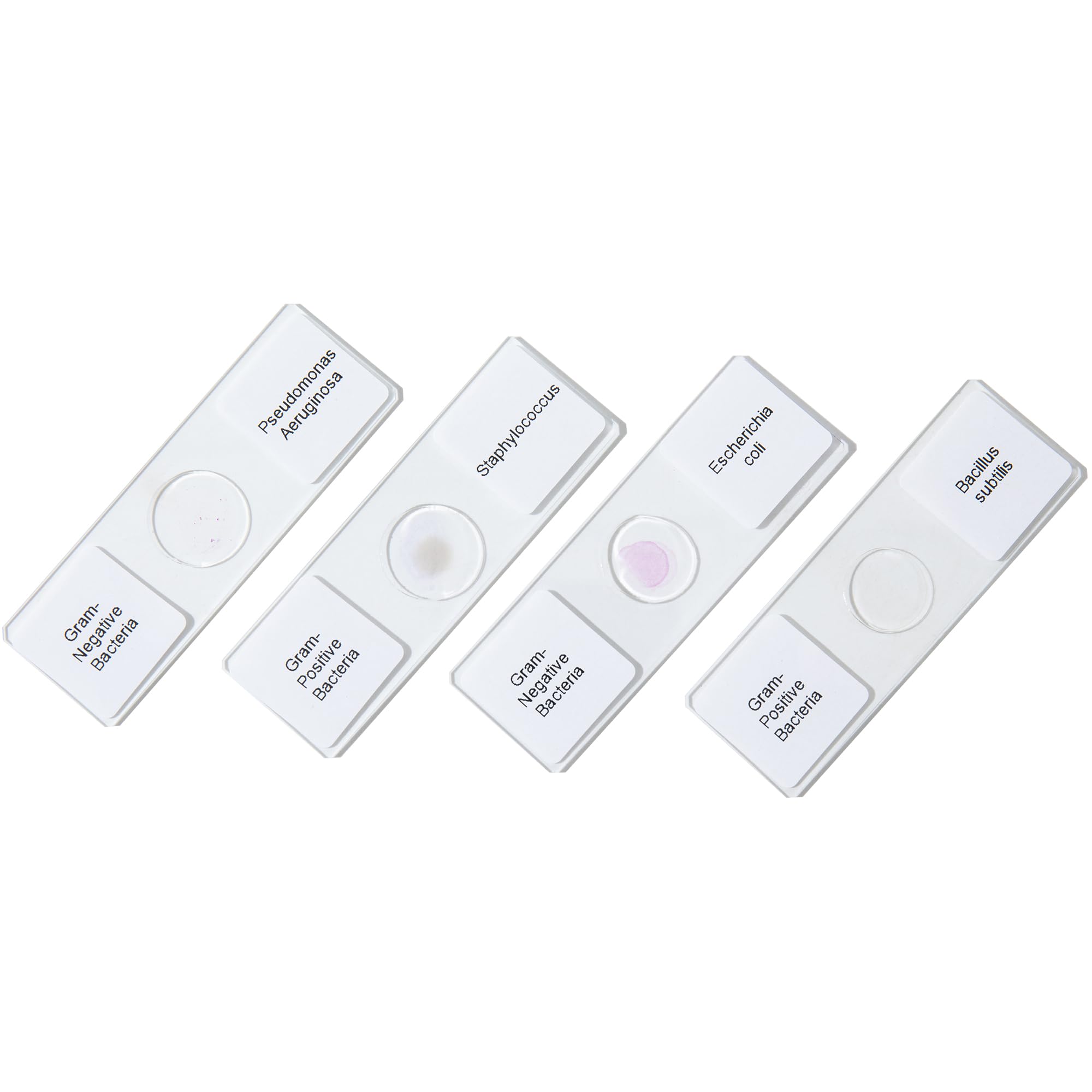 Snapklik.com : Gram Positive & Negative Bacteria Prepared Microscope Slides