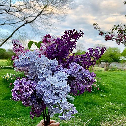 Syringa vulgaris - How to grow & care