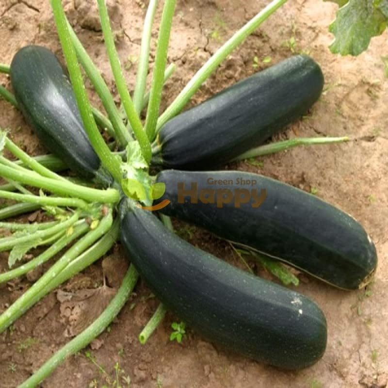 Courgette Black Beauty - 30 Seeds + Freebie + Plant Tag - Cucurbita ...