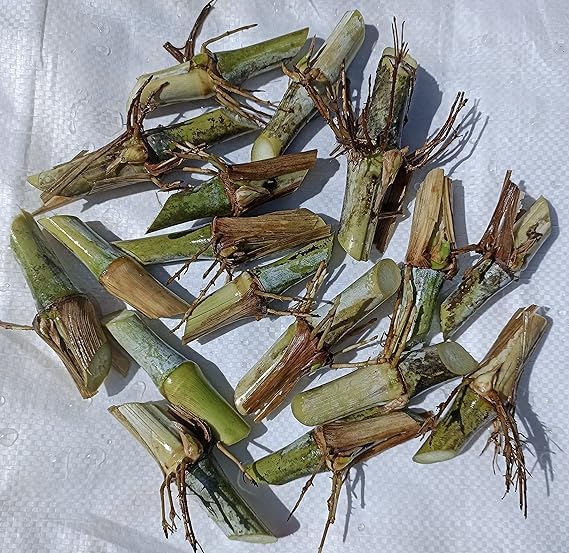 Red napier grass stick/super napier grass seeds sticks Pack of 35 ...