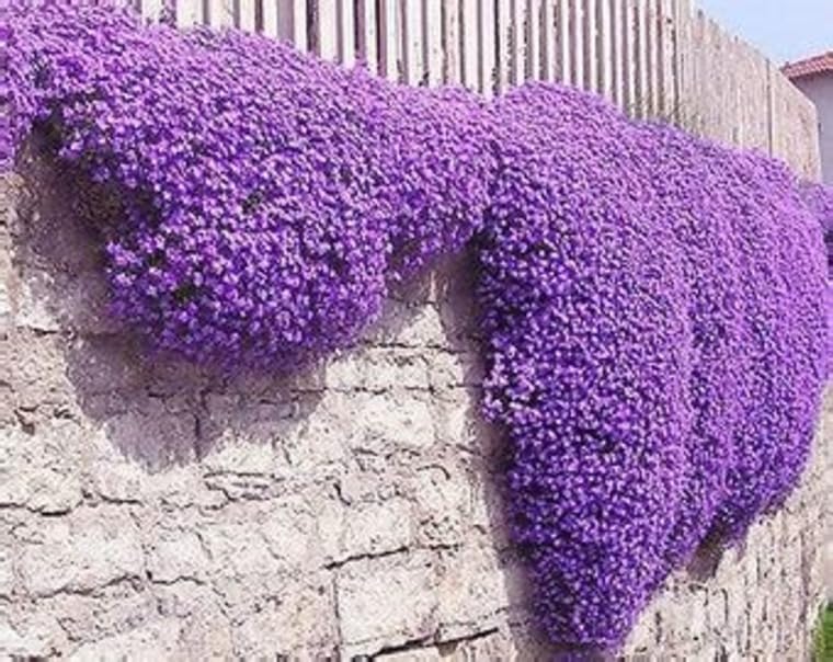 Rock cress Aubrieta hybrida Whitewell Gem deep Violet 550 Seeds ...