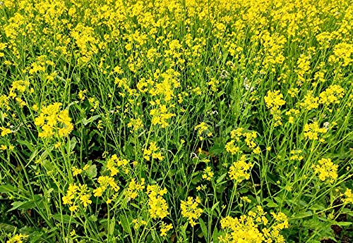 indian farm and more products sarso hybrid vegetavle 300 seeds : Amazon ...