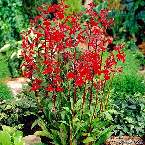 Red Lobelia Flower