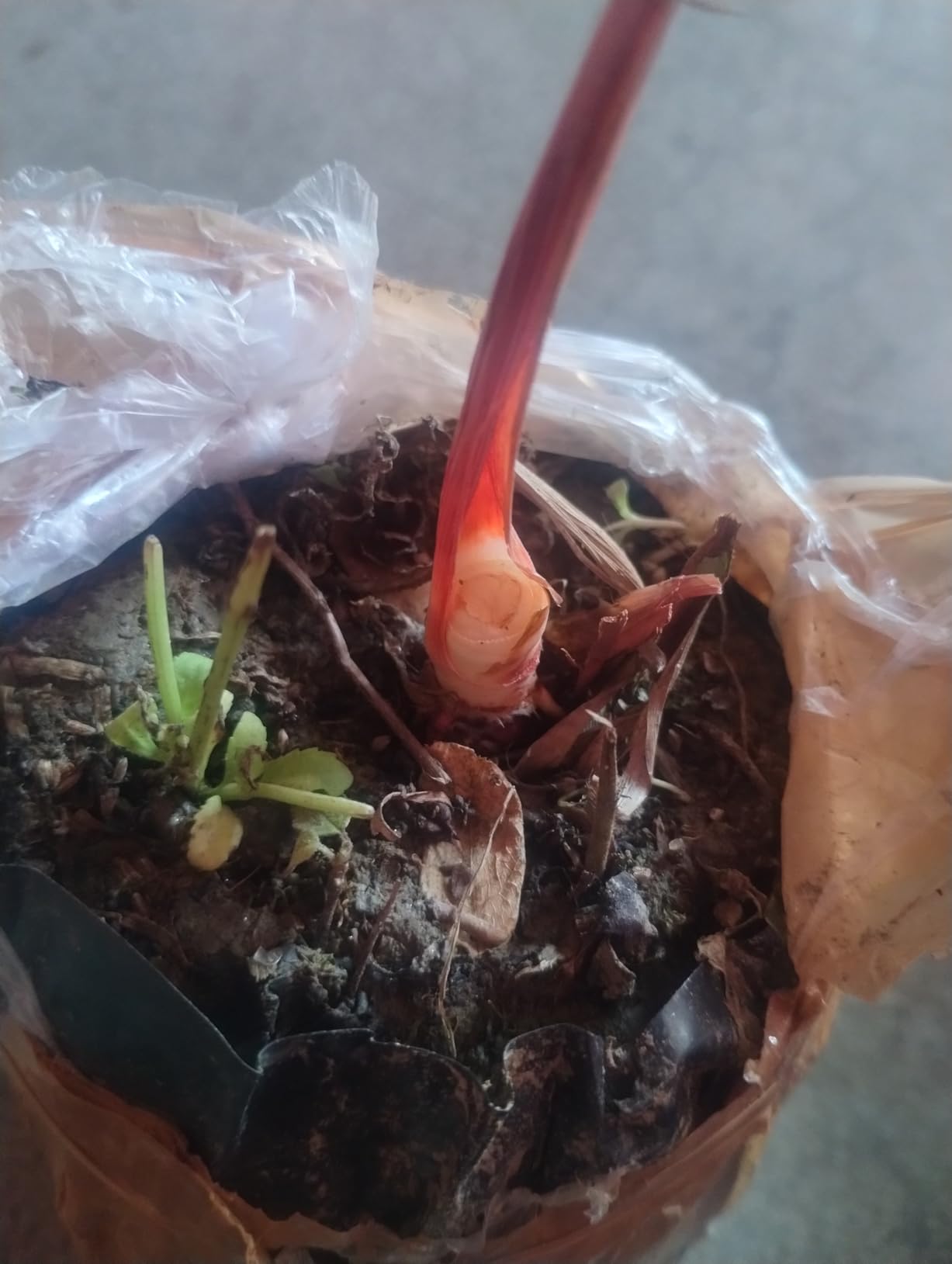 MITU Exotice RANBOW suger cane live plant,SUGARCANE SEEDLING,Cerukugaḍa ...