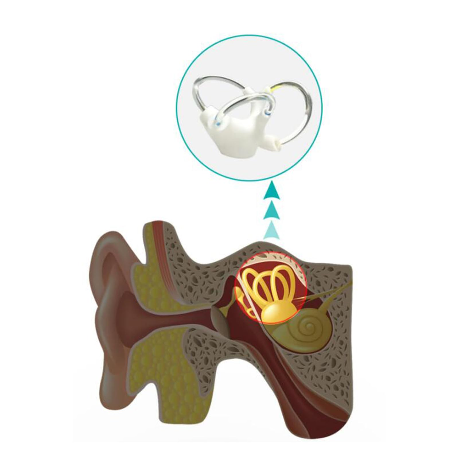 Otoliths Inner Ear Anatomy Physiology Of Hearing Ear Structure,