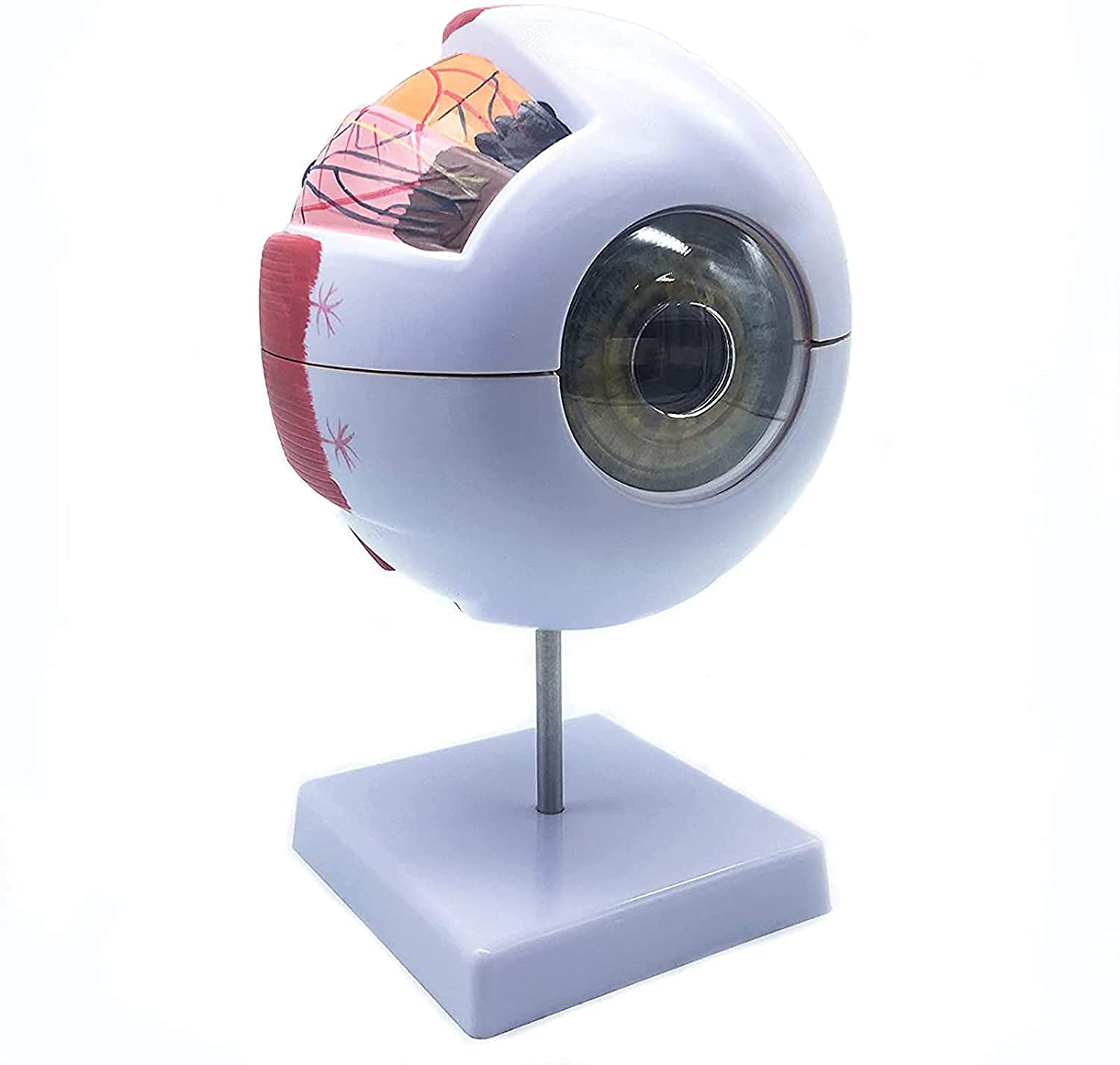 Buy Magnification 6 X Detachable Human Eye Eyeball Anatomy Model for ...