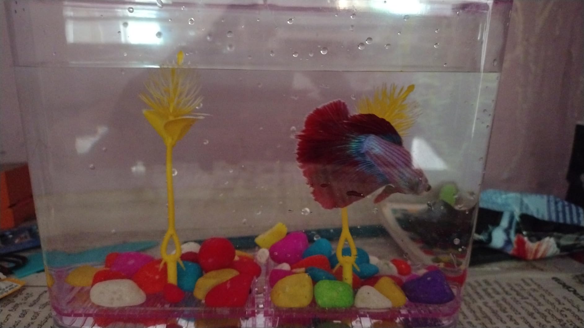 Scroll Store Double Betta Fish Tank with 2 compartments | Fighter Fish ...