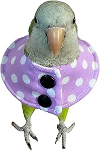 Amazon.com : Bird Collar Anti Bite Elizabethan Recovery Cone, Bird Neck ...