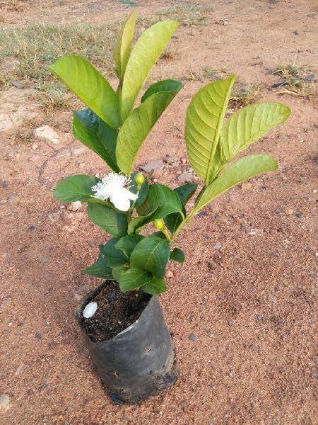 Mohomaya Beautiful Gardening HEALTHY PLANT Guava Plant - |HEALTHY PLANT ...