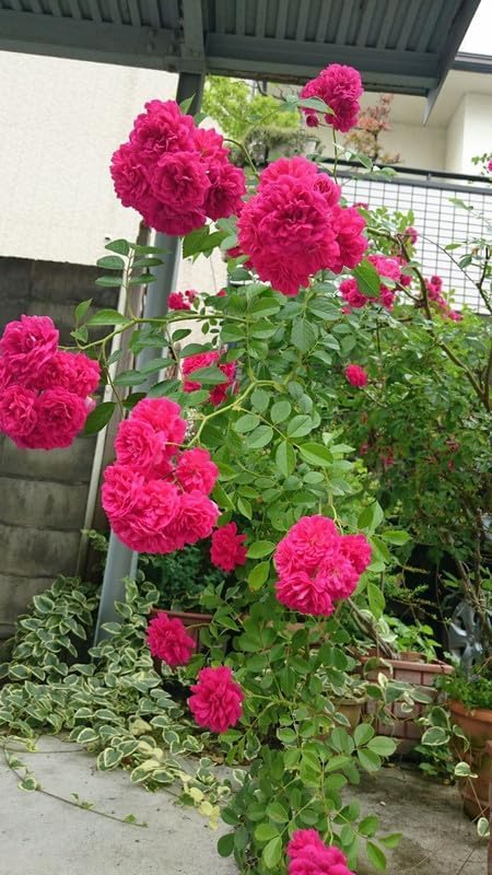 MSK EVER GREEN Dark Pink Rose Vine Live चढ़ाई गुलाब Climbing English Veriety Plant Creeper of ...