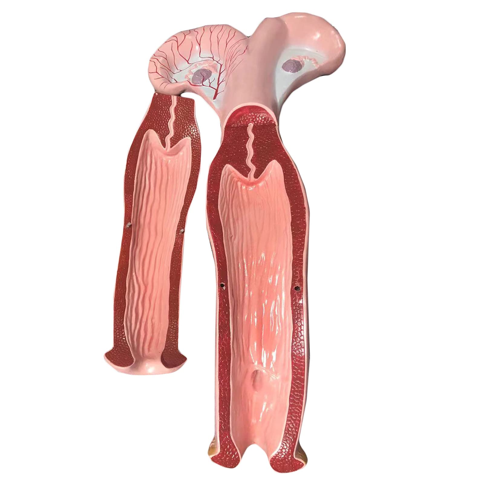 Female Cow Anatomy Diagram Reproductive System Of Cow & Male Cow