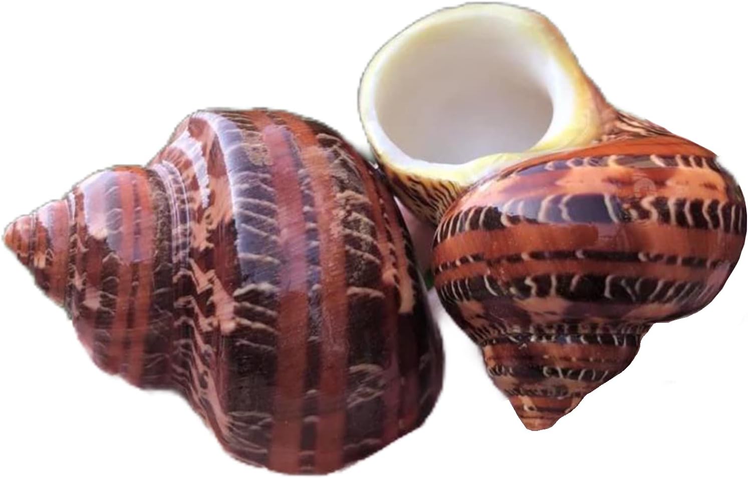 AIMIMI Hermit Crab Shells Turbo Shells 5pcs Assorted Turbo Natural ...