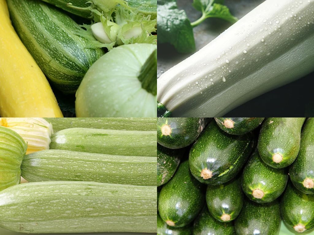 Amazon.com : “Summer Squash Mix” Zucchini aka Courgette Seeds – Fast ...