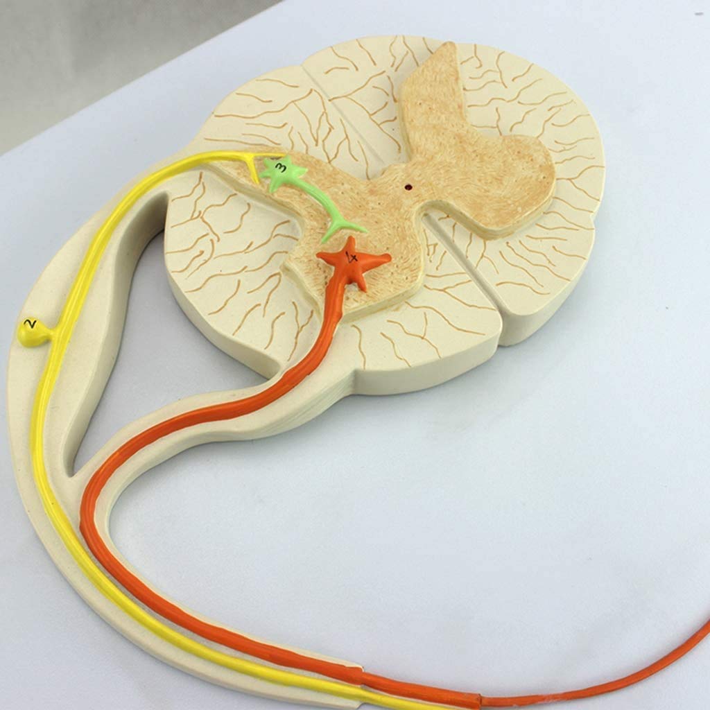 Buy Model reflex neural arch, Scientific Model of Human Anatomy ...