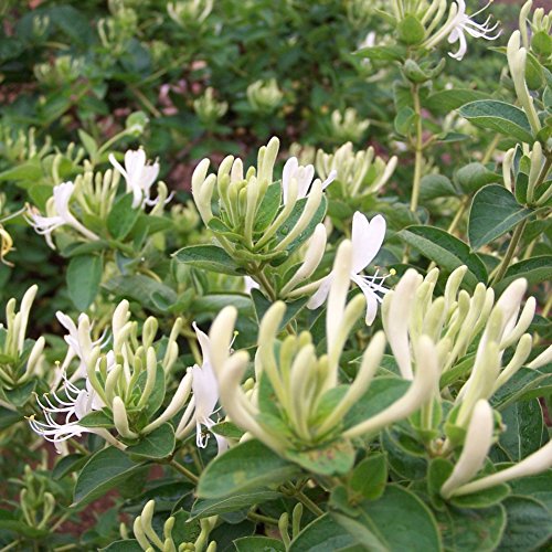 Chèvrefeuille : découvrez toutes ses merveilles au jardin