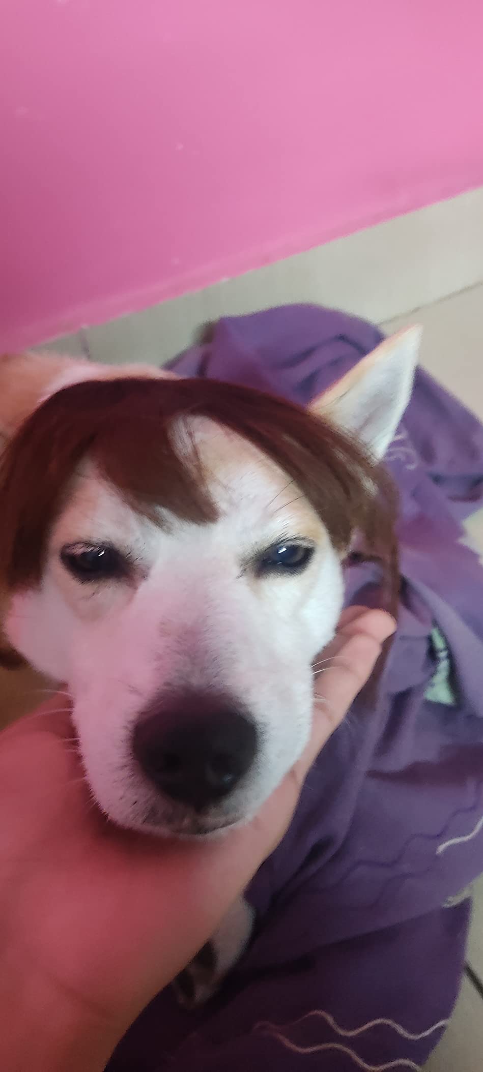 Boltz Enzymatic Toothpaste for Dogs (100 Gm) Oral Care & Oral Health ...