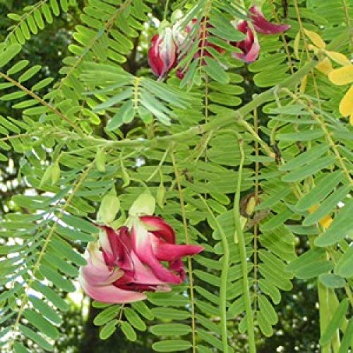 Urantex Gaach-Munga Agastya Houwaiman Agasi Agathi Sukanasamu Varnari ...