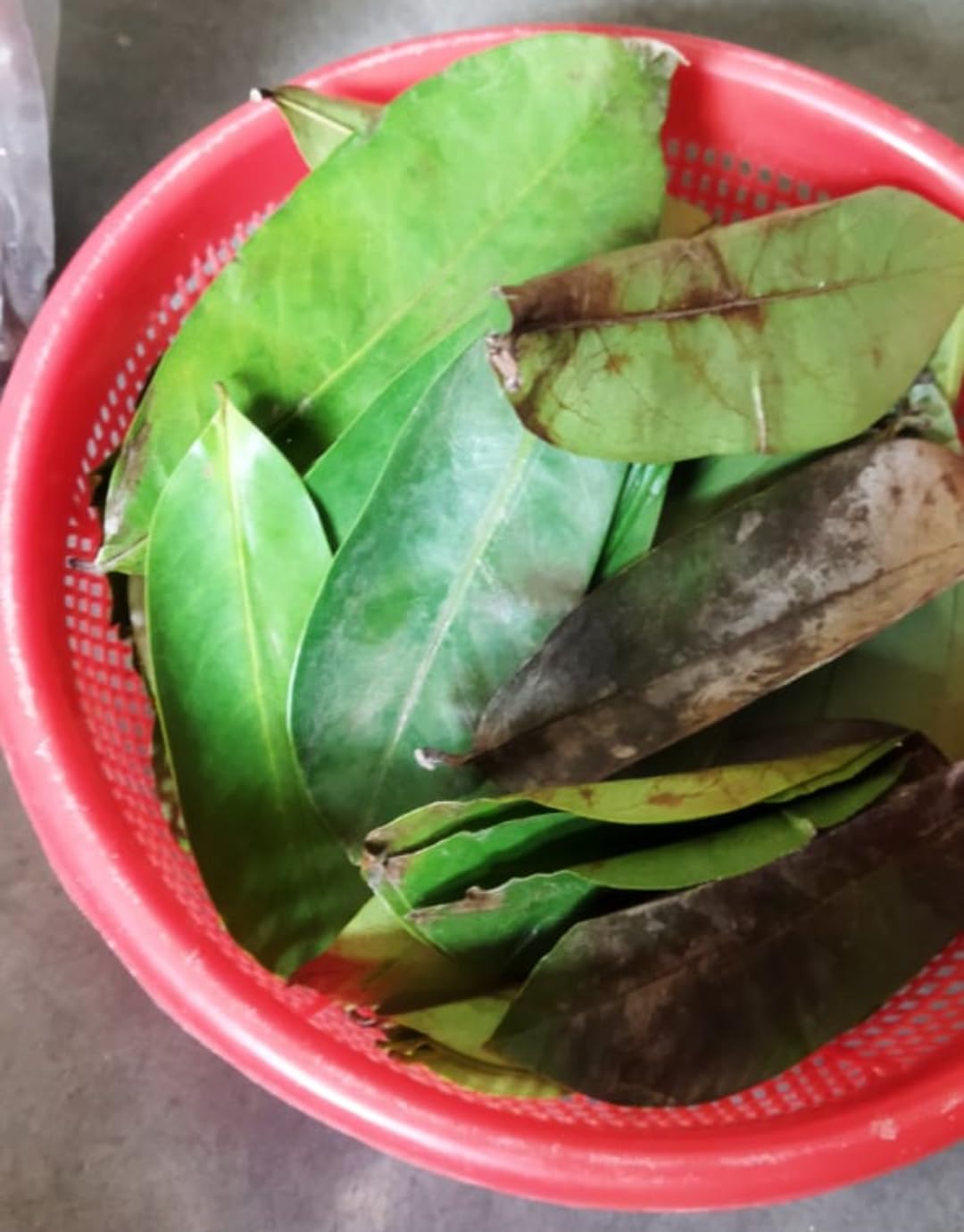 Soursop4Cancer Soursop Graviola Green Leaves from Matured and Organic ...