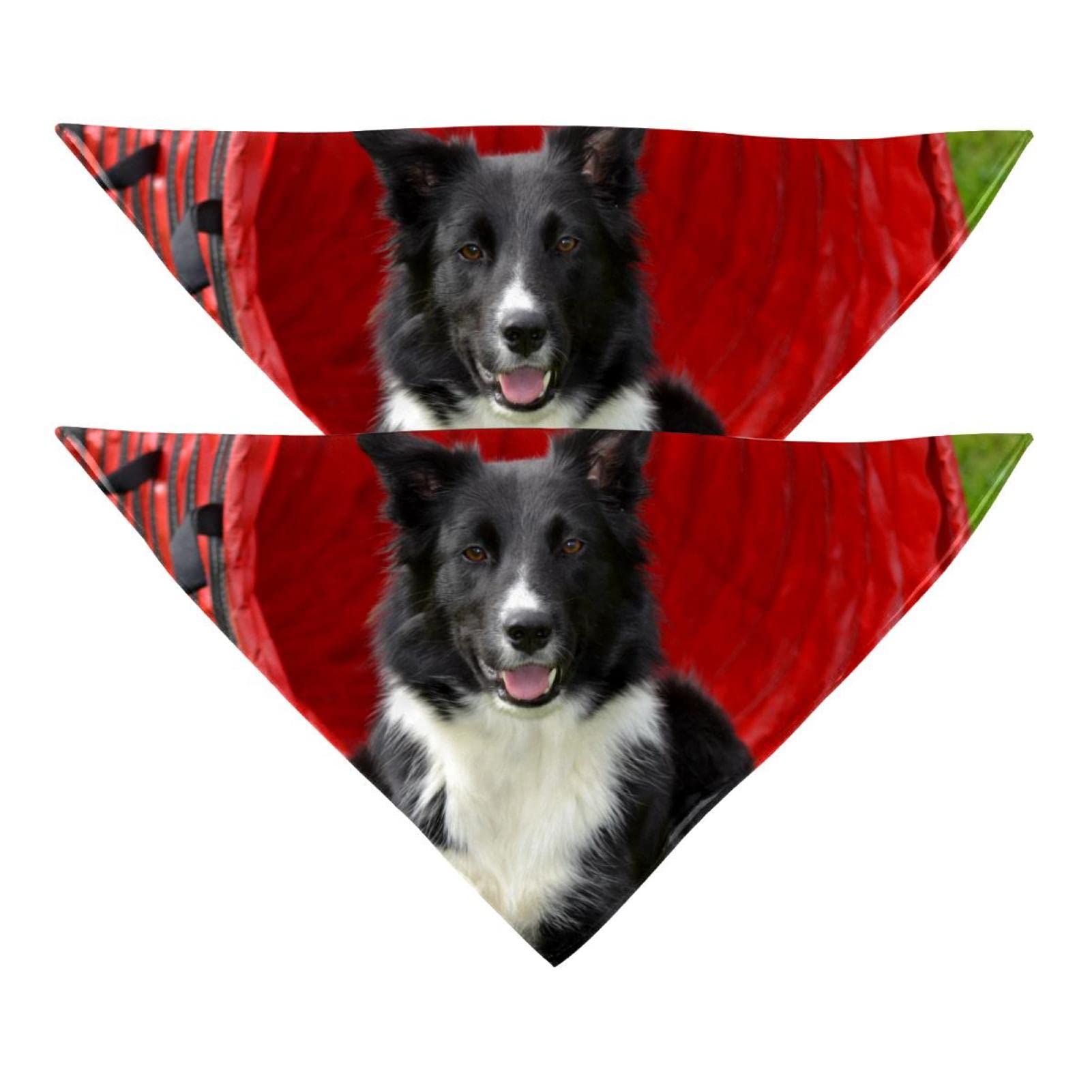 Are Border Collies Pack Animals