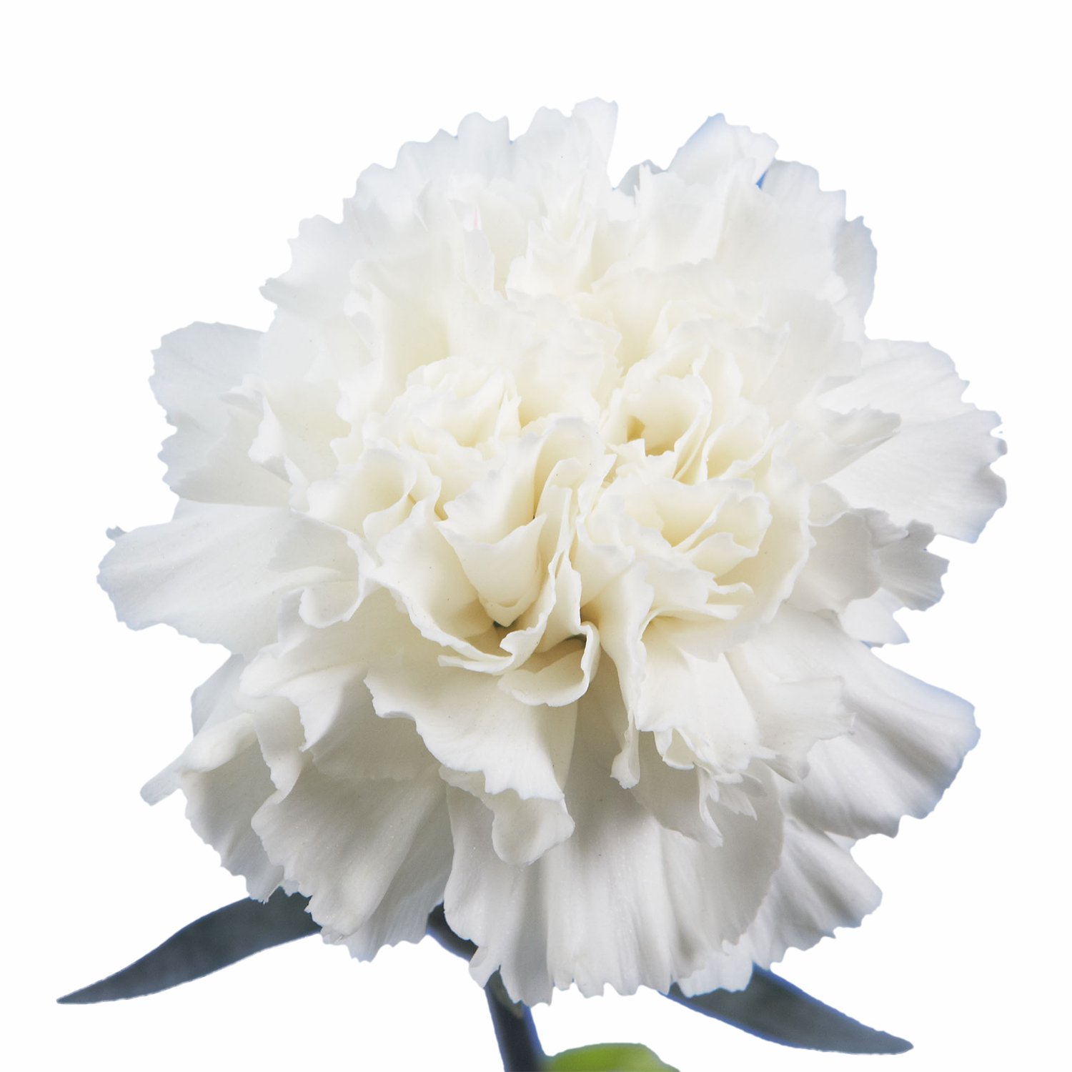 White Carnation Flower