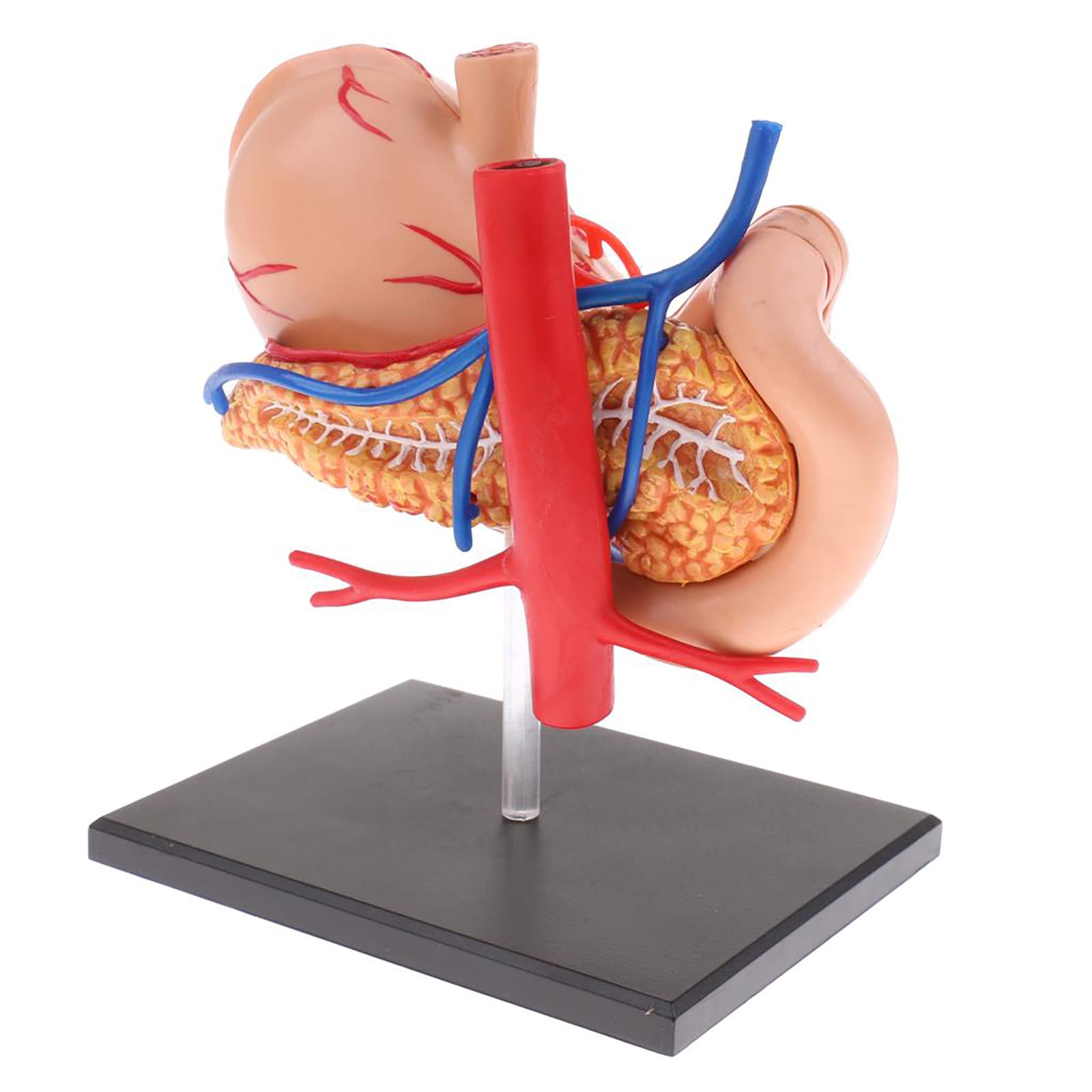 Buy Human Stomach Anatomy Model, Detachable 9 Parts Stomach Model ...