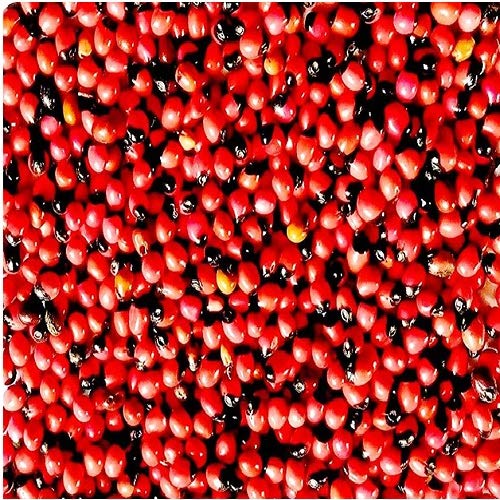 NITIXA® Lal Gunja Red Chirmi Beads 500 Beads : Amazon.in: Home & Kitchen