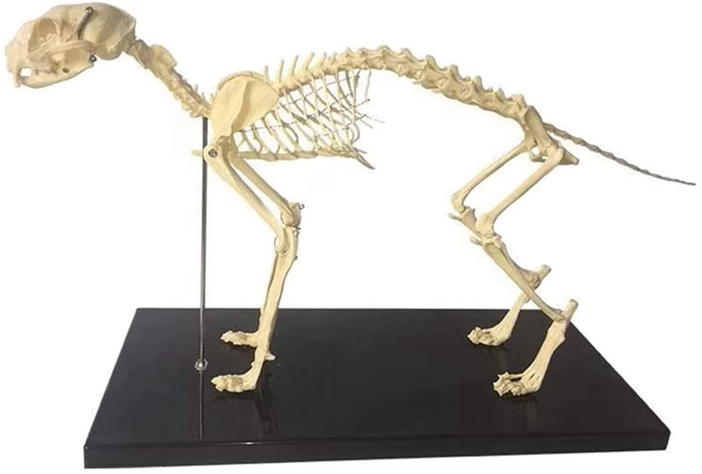 Buy Study Model Educational Model Cat Skeleton Anatomical Model Animal Skeleton Anatomy Cat ...