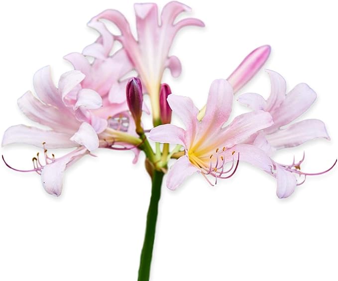Amazon.com : Pink Lycoris Pink Squamigera | Hardy Pink Surprise Lily ...