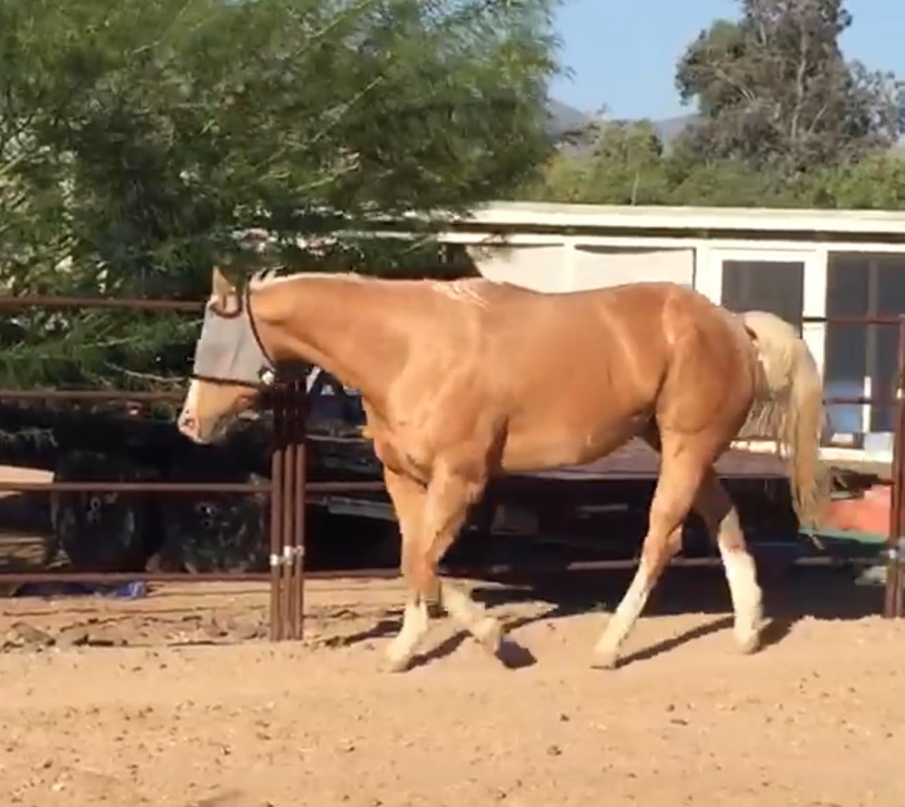 Amazon.com : DURAMASK FLY MASK : Horse Fly Control : Pet Supplies
