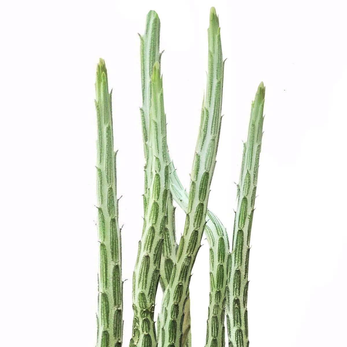 Amazon.com : Pickle Plant Kleinia Stapeliiformis (2'' + Clay Pot ...