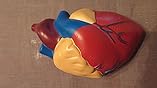 Amazon.com: Learning Resources Cross-Section Human Heart Model - 2 ...