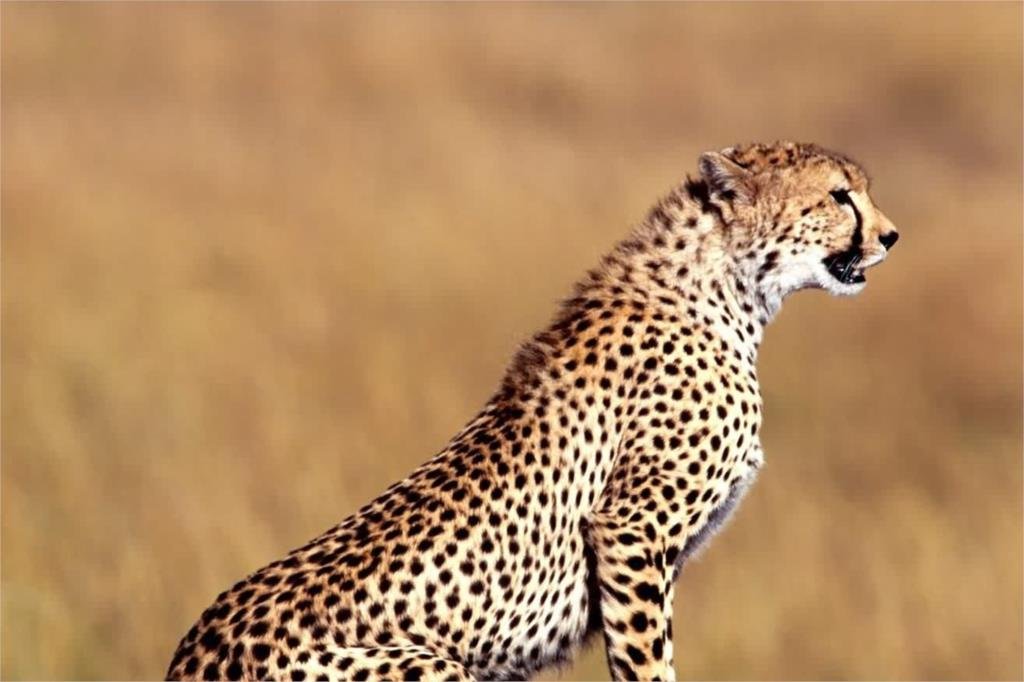 Cheetah Cat Pet