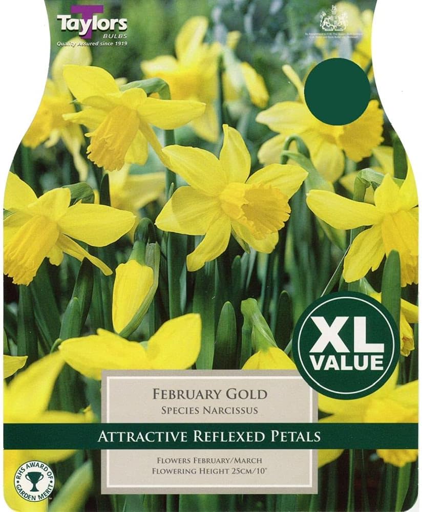 Taylors 20 February Gold Narcissus Daffodil Bulbs - XL Value : Amazon ...