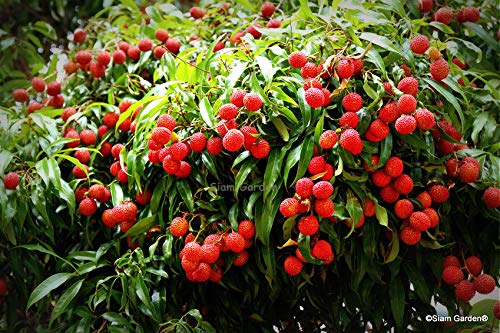 Sarika Nursery Sweet Lychee Dwarf Litchi Fruit Healthy Plant : Amazon ...