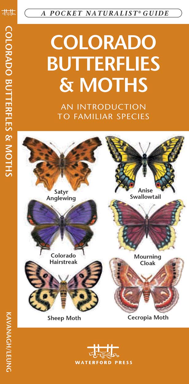 Colorado Butterflies & Moths: A Folding Pocket Guide to Familiar ...