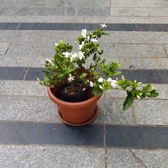 Kakda Malga in 7 Garden perfect Living Live Nursery Plant Classy Red ...