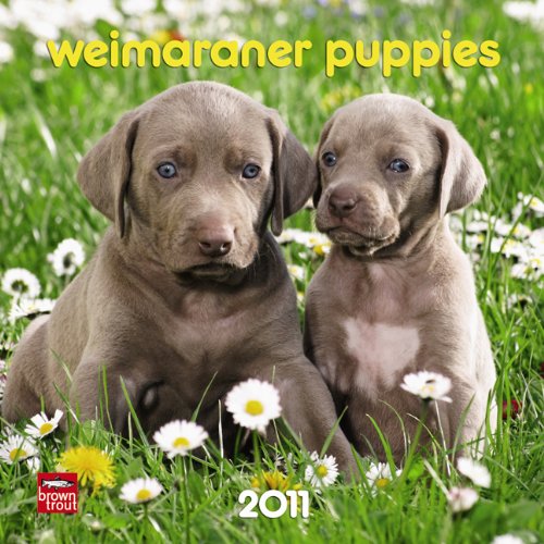 Weimaraner Puppies 2011 Calendar: Brown Trout Publishing, Inc ...