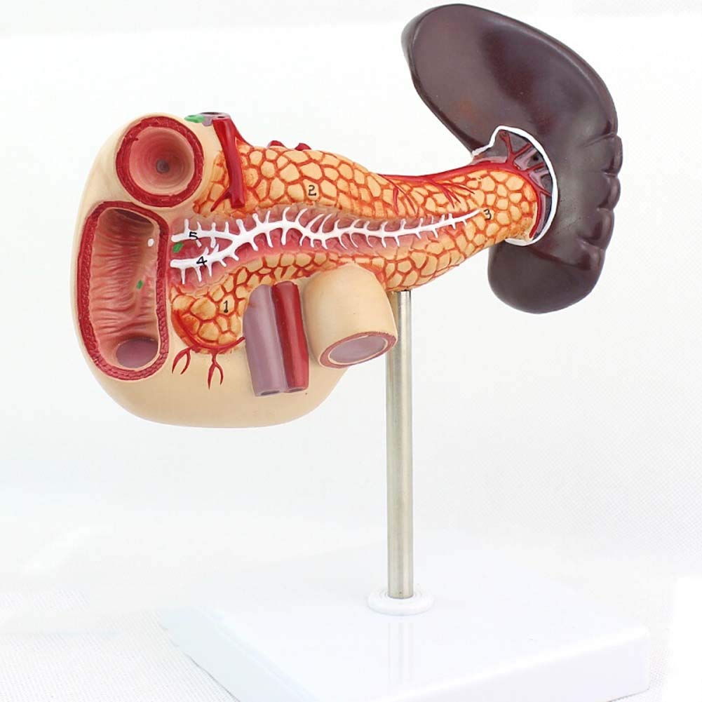 Buy Human Pancreas Model with Duodenum And Spleen for Educational ...