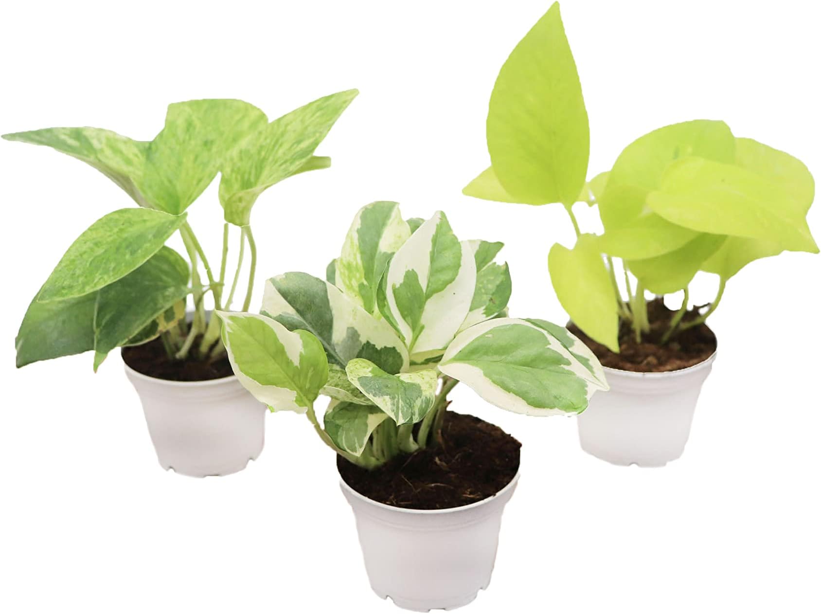 Amazon.com : Pothos N'Joy | 4 inch | Tropical Ambiance : Patio, Lawn ...
