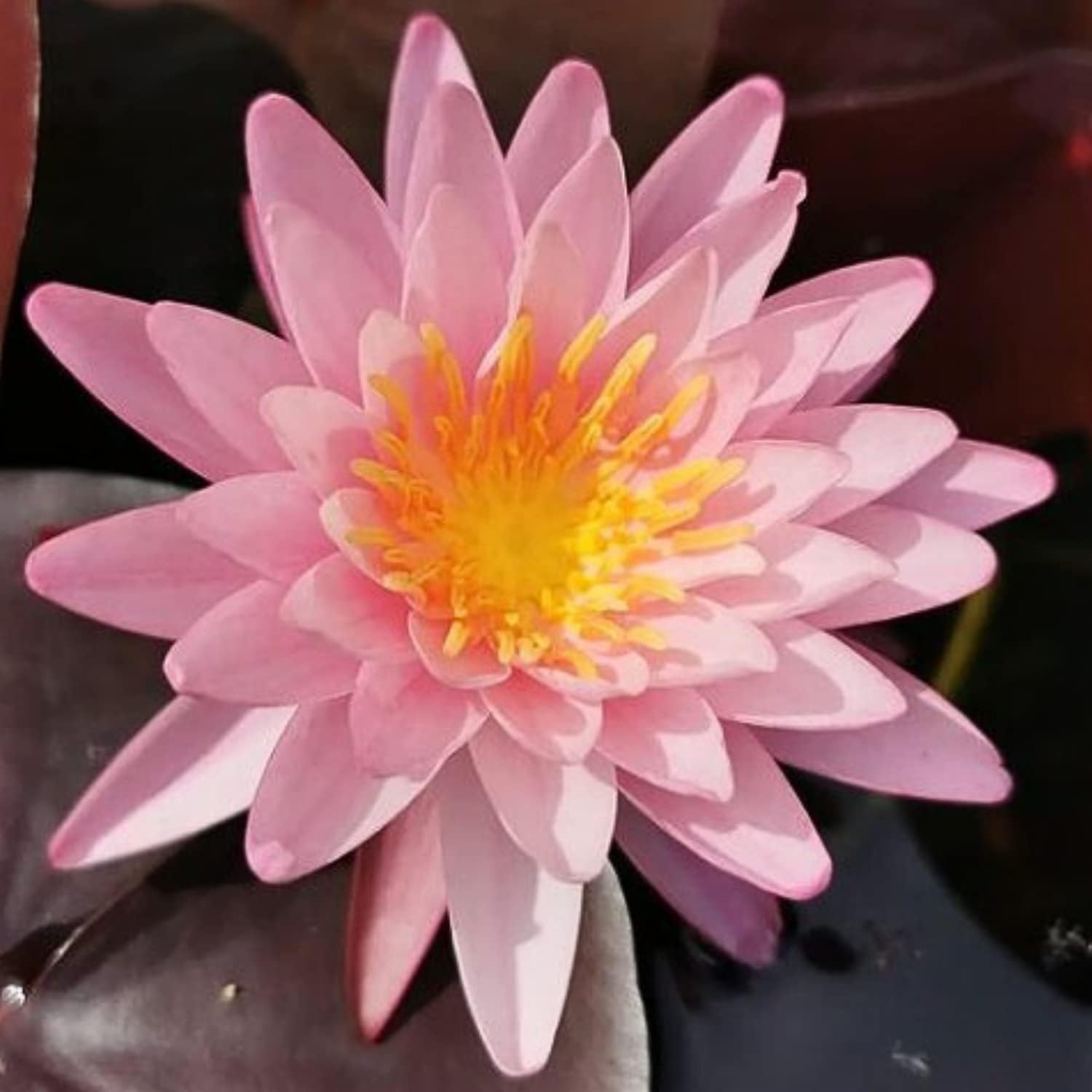 Amazon.com : Mainam Mixed Colorful Hardy Water Lily Tuber Live Aquarium ...