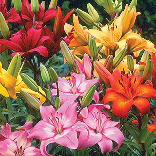Asiatic Lily Mix Flower Bulbs Best Germination Suitable Your Pots and ...