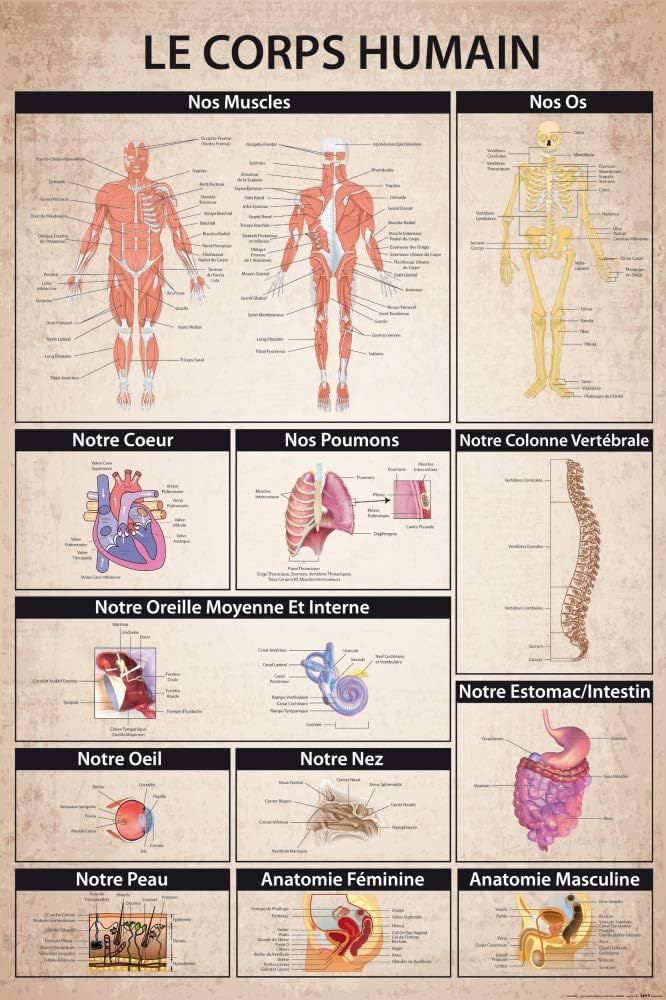 Schéma Des Organes Du Corps Humain Masculin