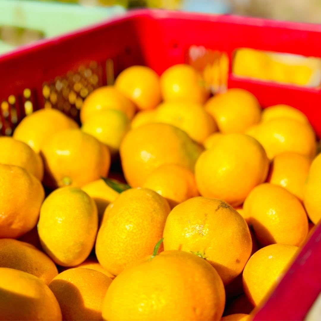 Amazon | 和歌山県海南市産みかん 良品 約1kg（サイズ2S～2L）【red4】 | ノーブランド品 | みかん・柑橘類 通販